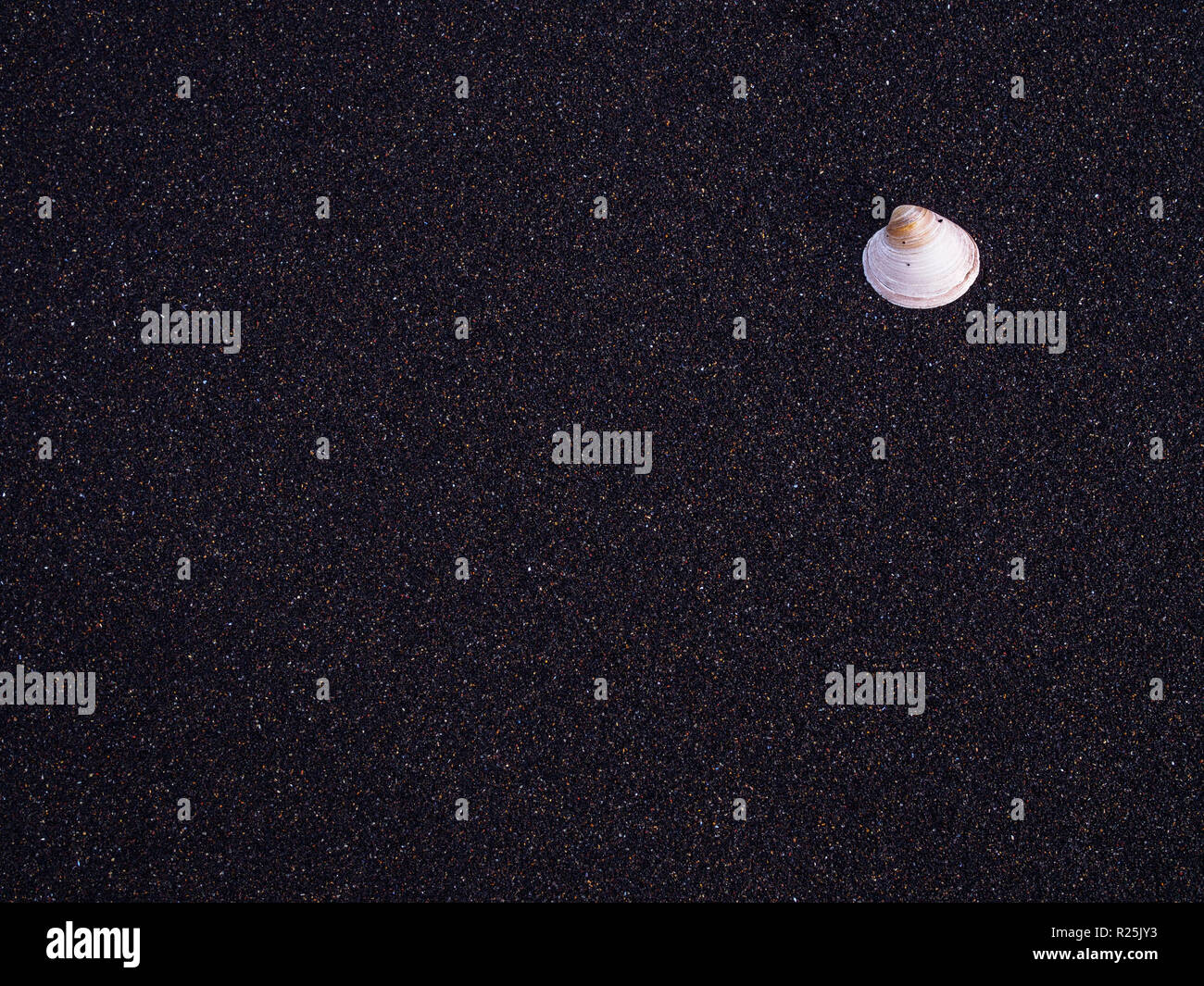 Icelandic vulcanic black sand background with shell on it Stock Photo ...