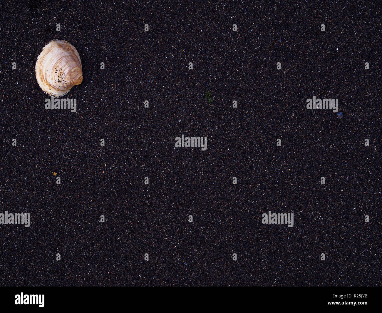 Icelandic vulcanic black sand background with shell on it Stock Photo ...