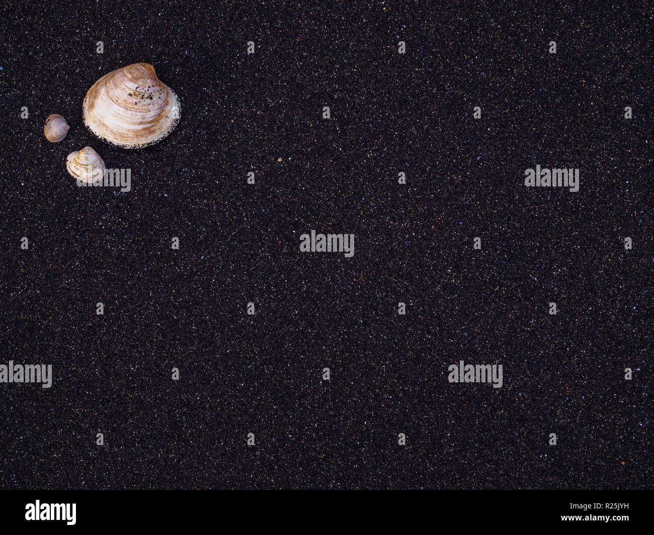 Icelandic vulcanic black sand background with shells on it Stock Photo ...