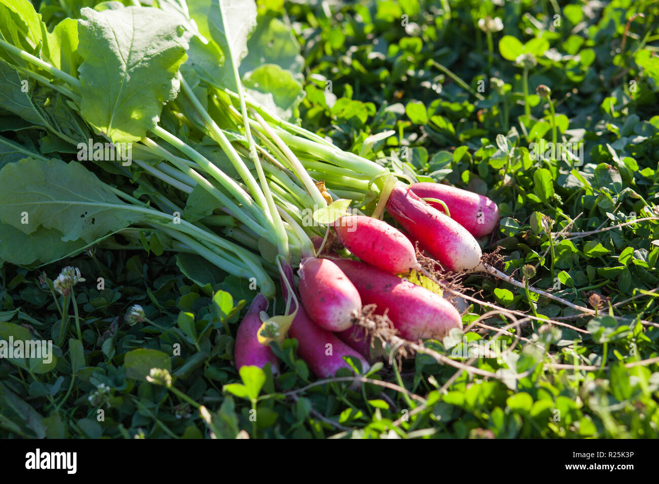 Red redish hi-res stock photography and images - Alamy