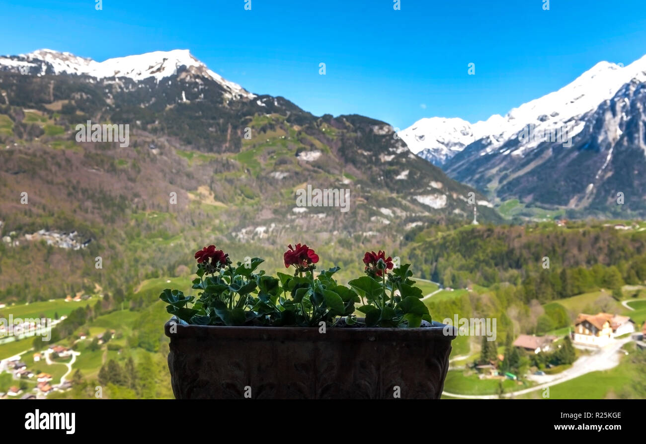 Geranium in Swiss Alps in spring Stock Photo - Alamy