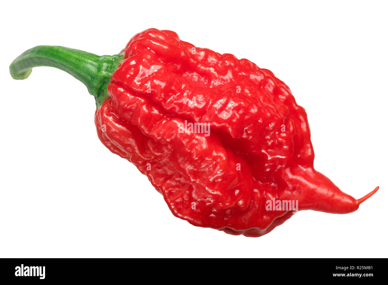 Carolina reaper pepper hi-res stock photography and images - Alamy