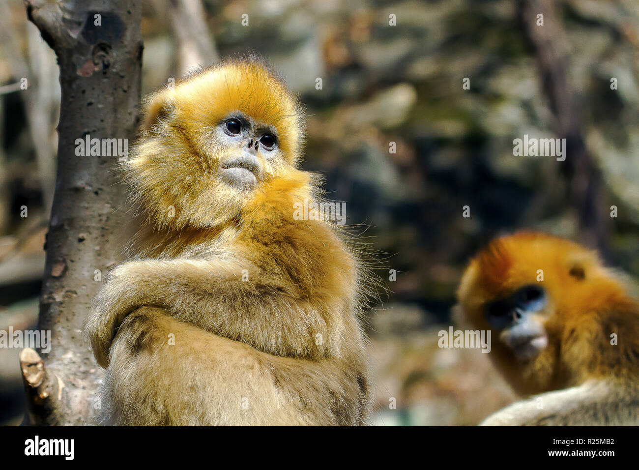 Golden Monkeys Cute