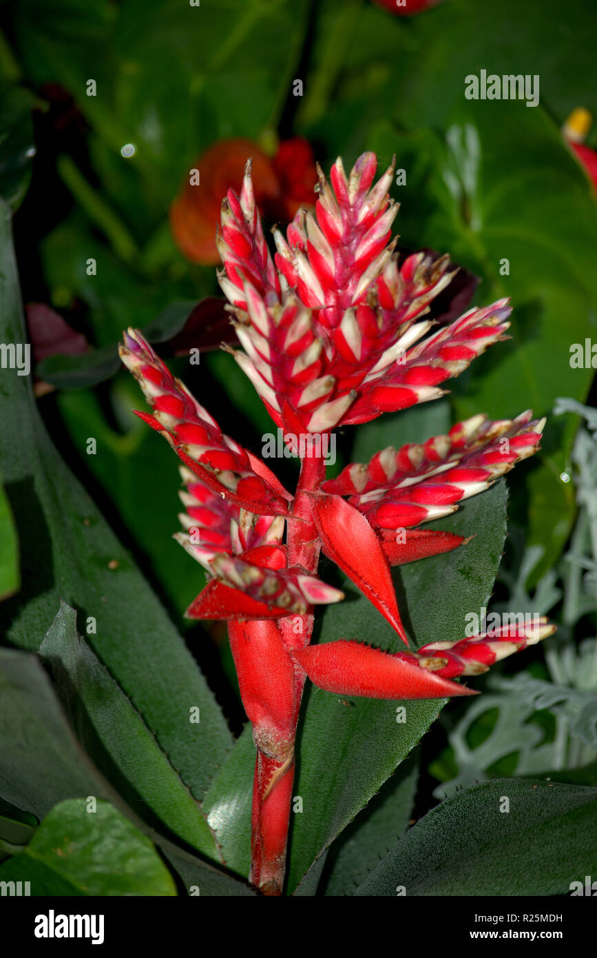 Red heliconia flower, exotic plant Stock Photo - Alamy