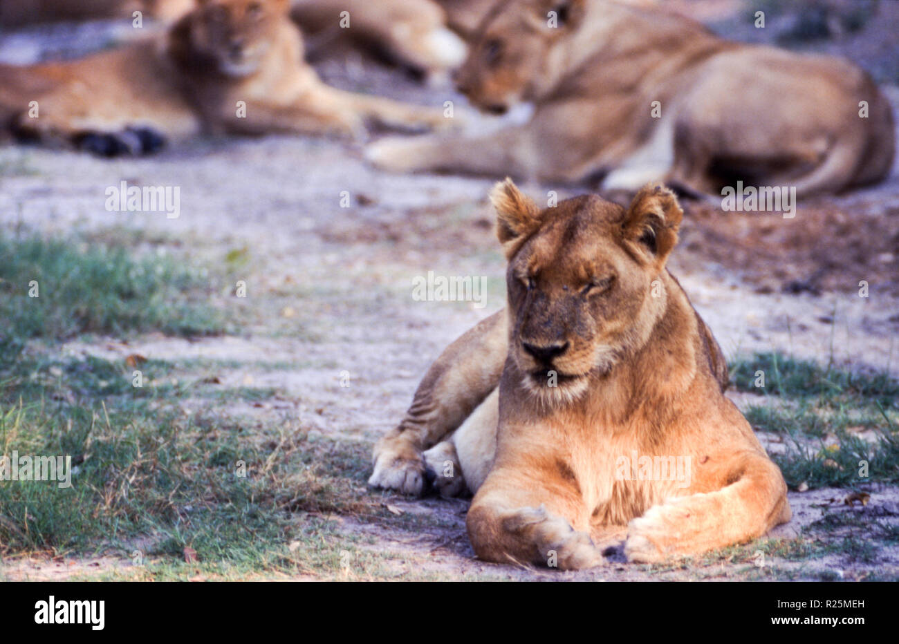 Lion (Panthera leo), Moremi Wildlife Reserve, Ngamiland, Botswana ...