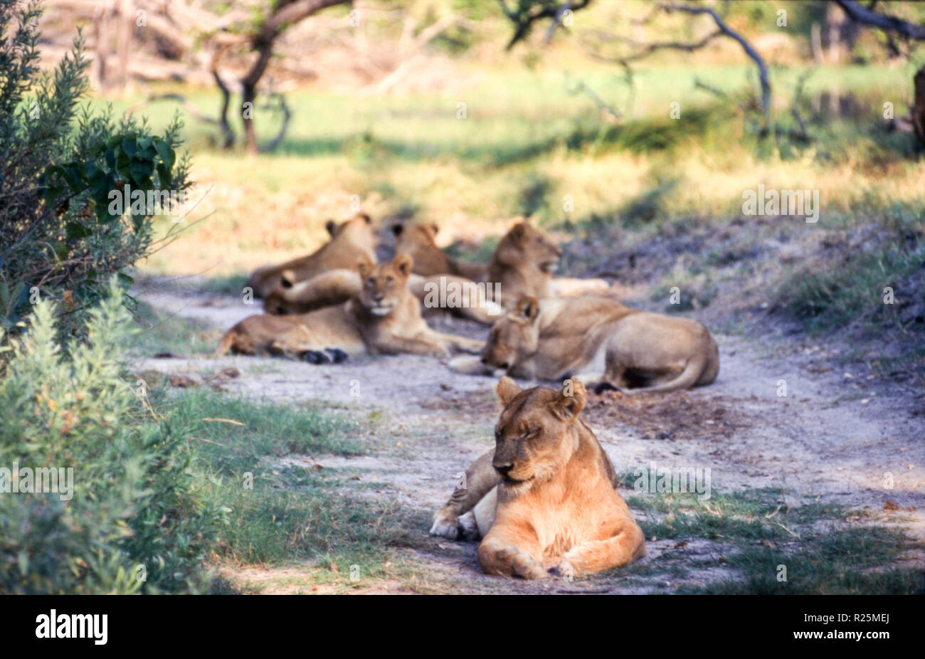 Lion (Panthera leo), Moremi Wildlife Reserve, Ngamiland, Botswana ...