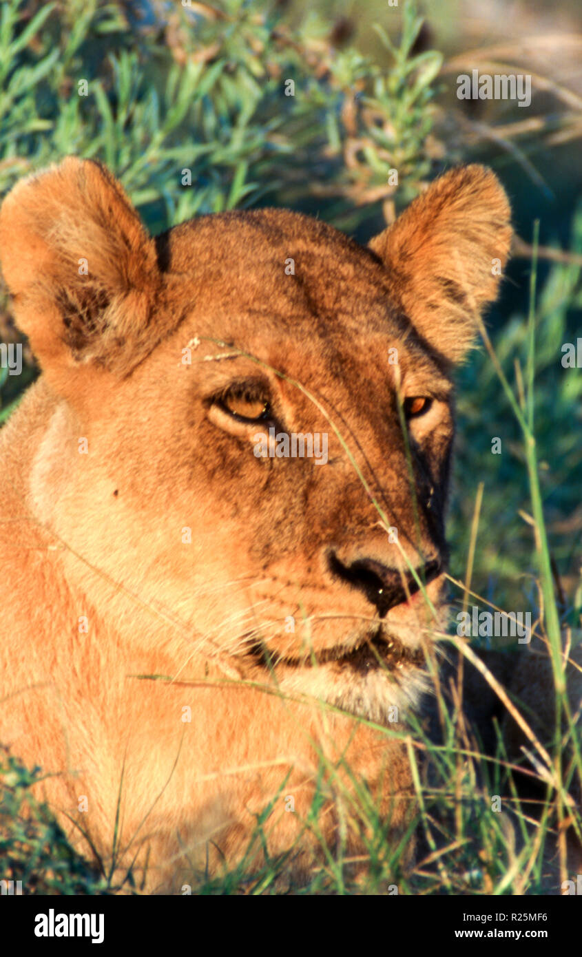 Lion (Panthera leo), Moremi Wildlife Reserve, Ngamiland, Botswana ...