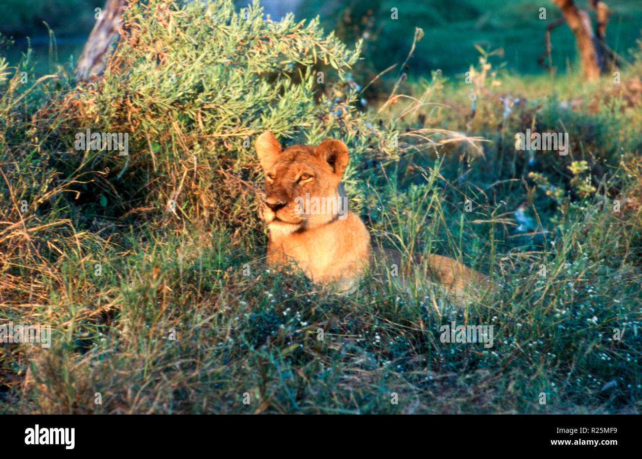 Lion (Panthera leo), Moremi Wildlife Reserve, Ngamiland, Botswana ...