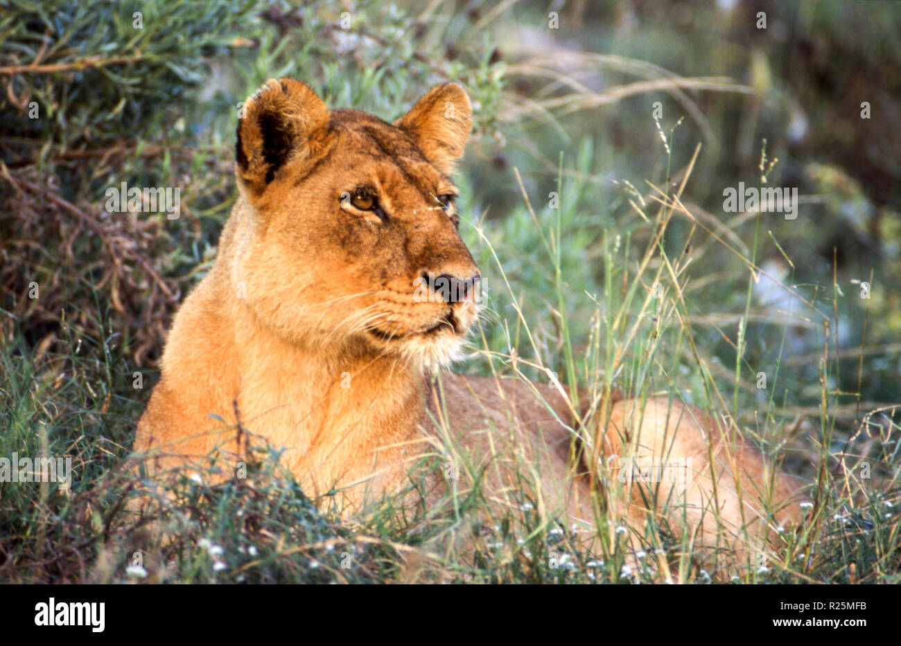 Lion (Panthera leo), Moremi Wildlife Reserve, Ngamiland, Botswana ...