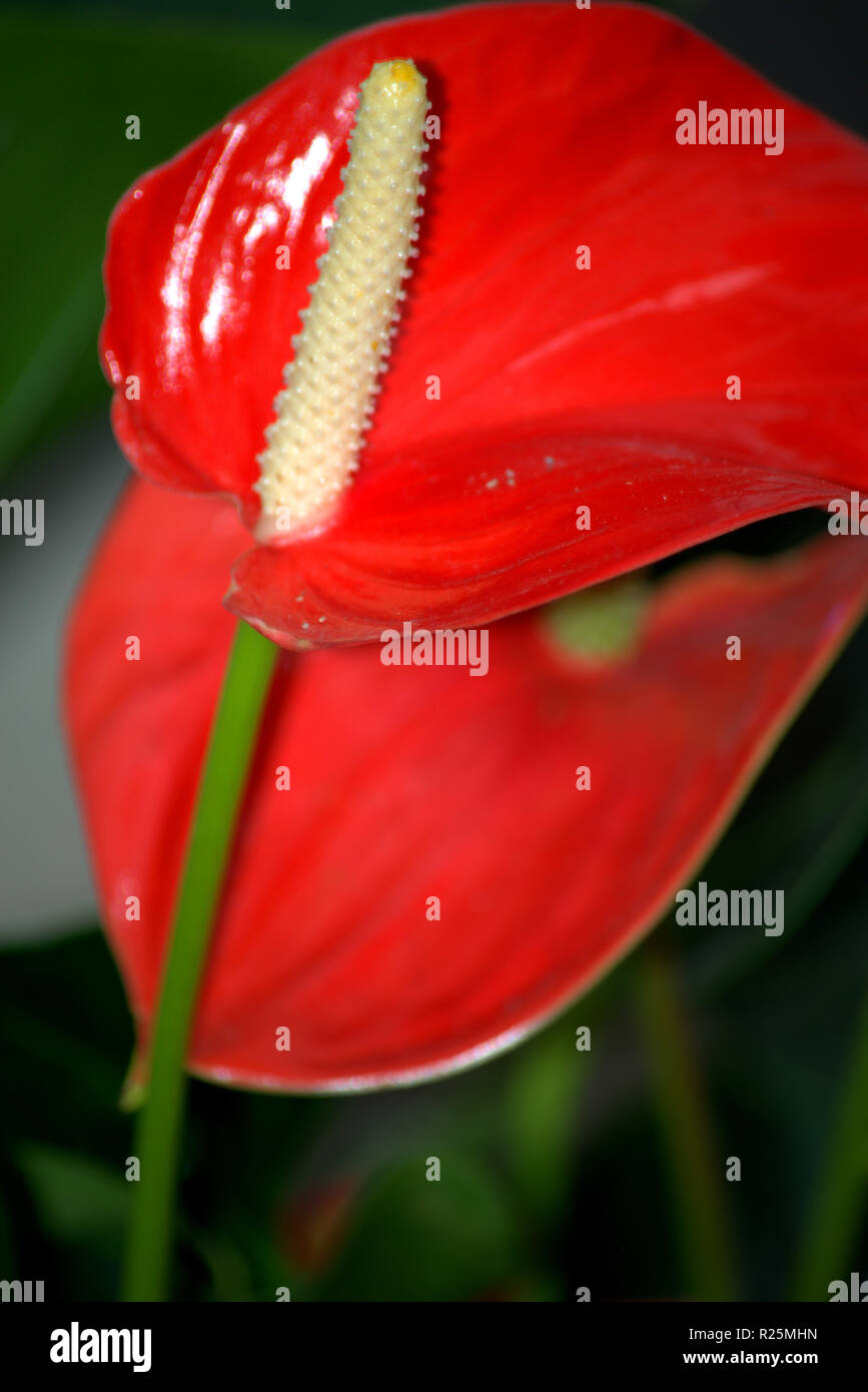 Red Spathiphyllum spathe Stock Photo - Alamy