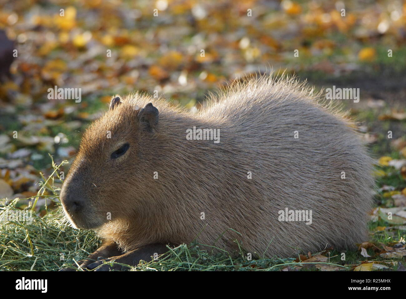 Smal details hi-res stock photography and images - Alamy