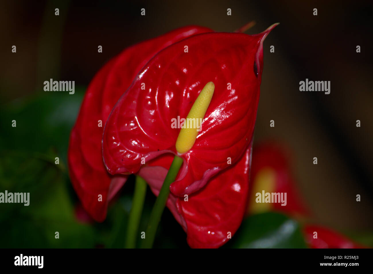 Spathe Stock Photos & Spathe Stock Images - Alamy
