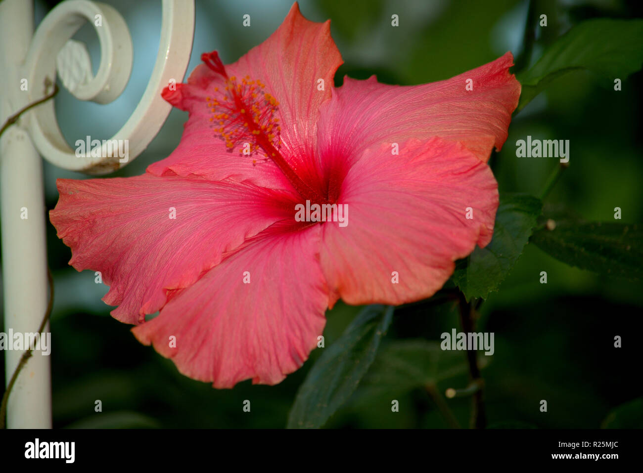 Large petalled pink flower, prominent anther Stock Photo - Alamy
