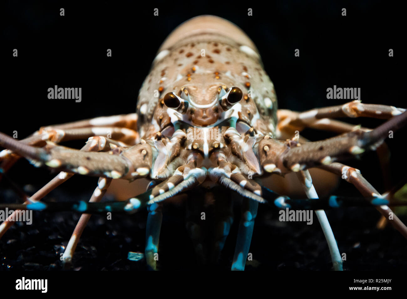 Portrait shot of spiny lobster Stock Photo - Alamy