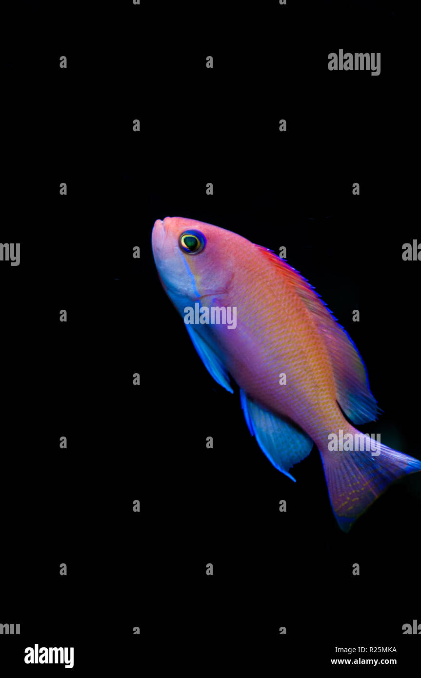 Pacific basslet hi-res stock photography and images - Alamy