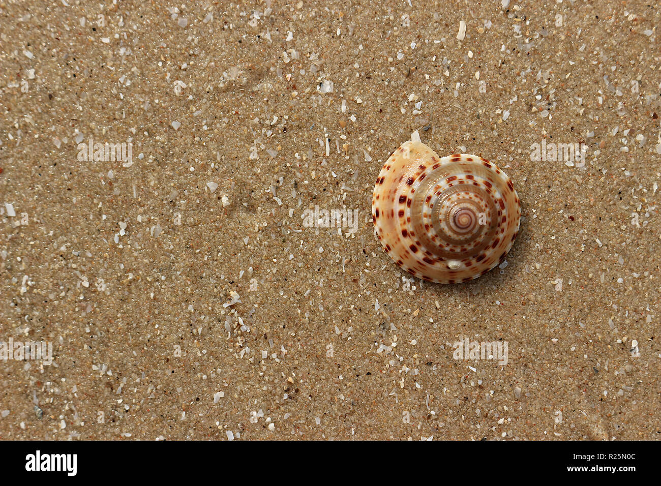 Rounded Shell High Resolution Stock Photography and Images - Alamy