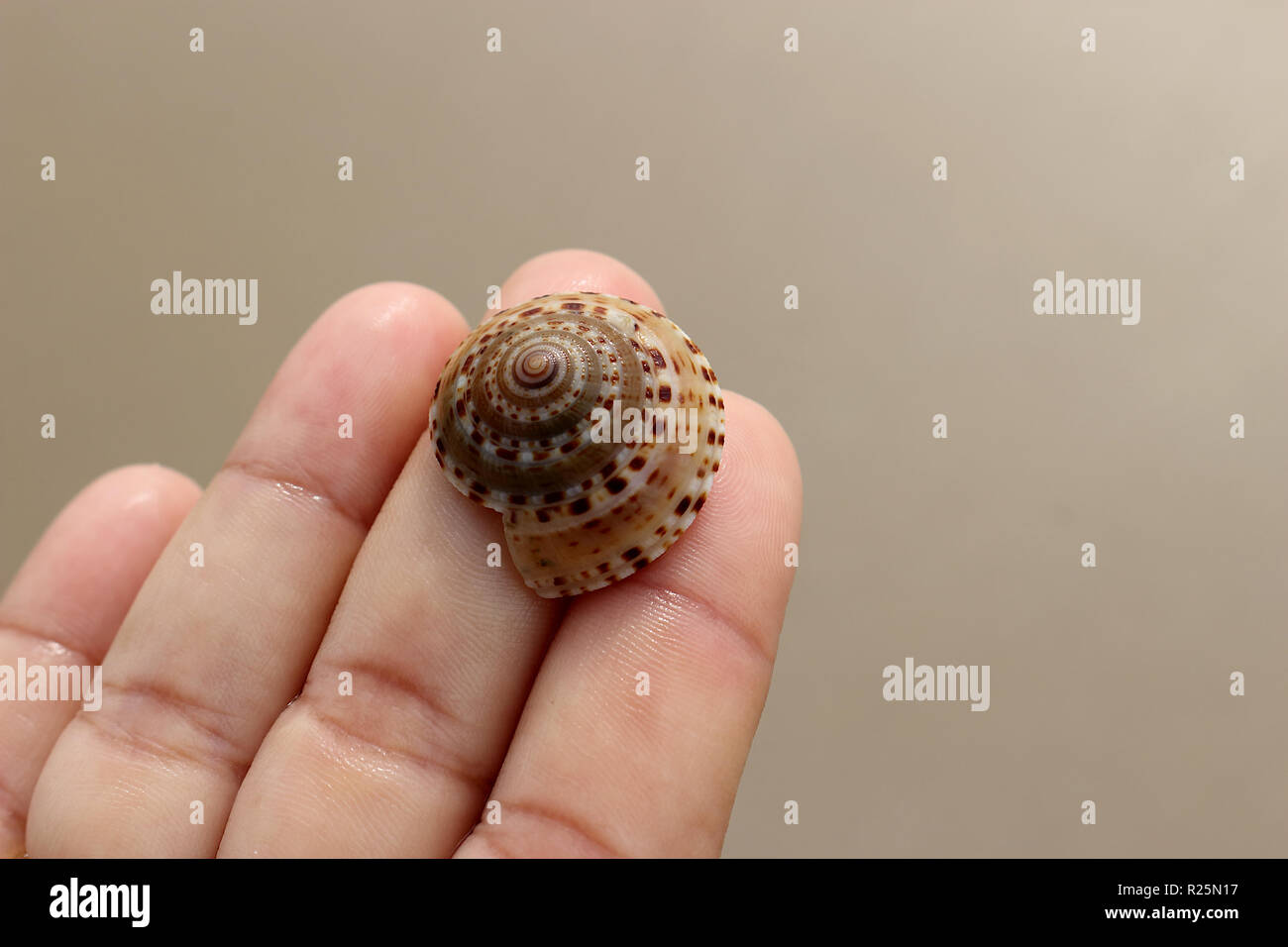 Sea shell color beautiful. Looks rounded. Put on hand Stock Photo - Alamy