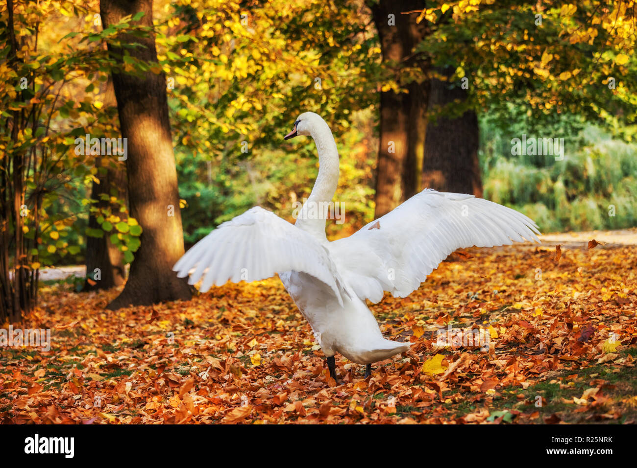Large swan wings hi-res stock photography and images - Alamy