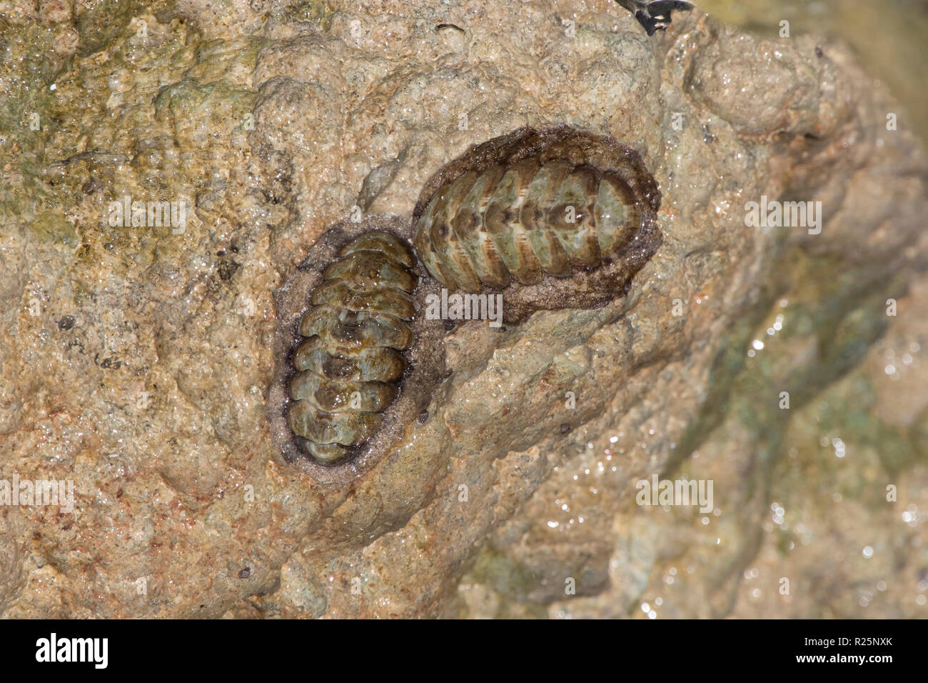 marine clam chiton that is attached to a rock in the tidal strip of the ...