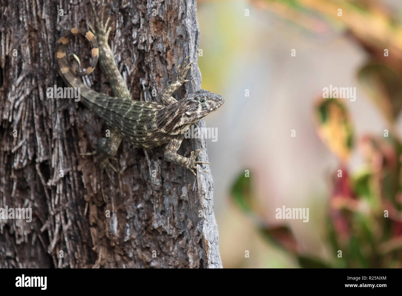 Northern curly tailed lizard hi-res stock photography and images - Alamy