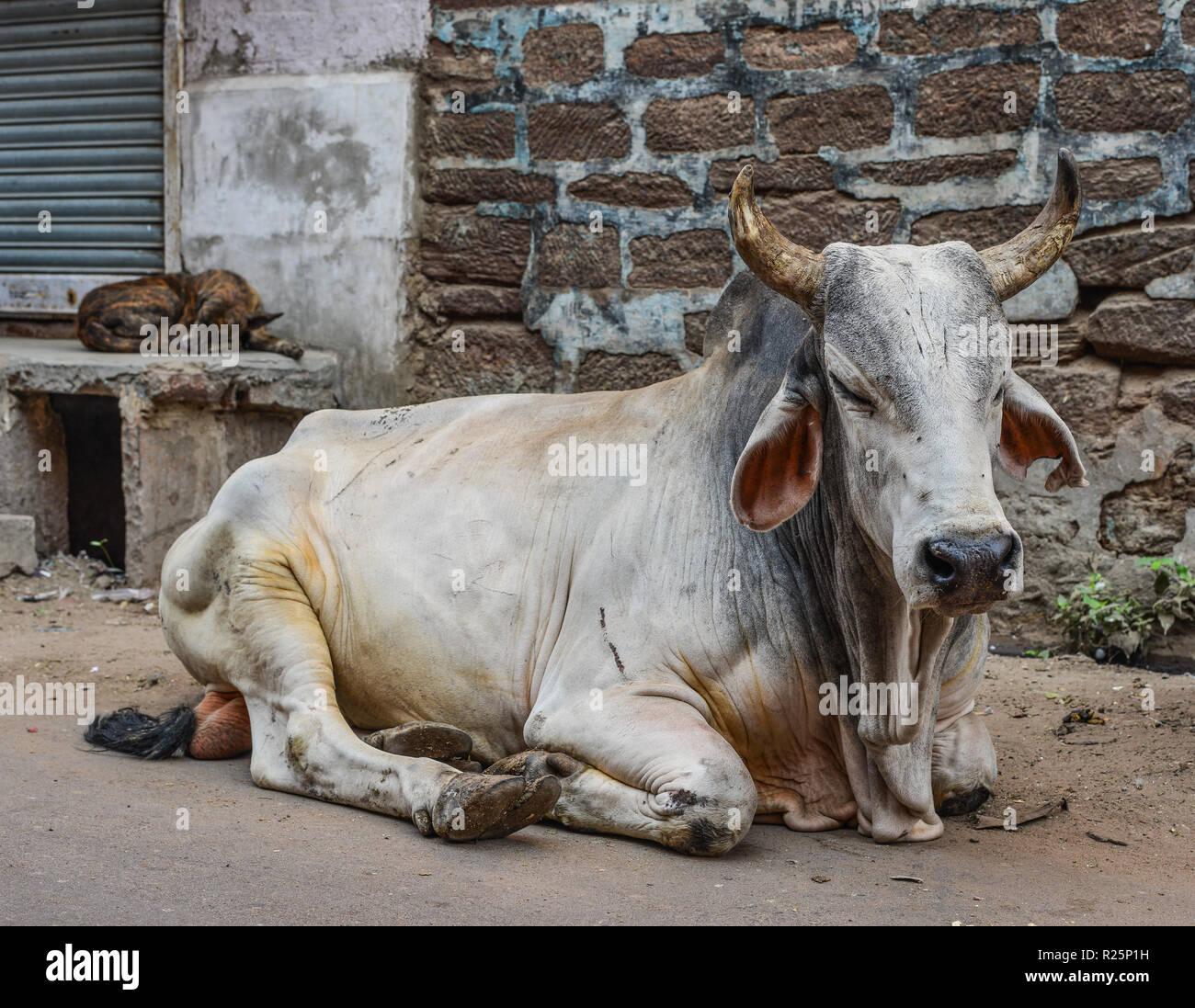 A holy cow at old town in Jodhpur, India Stock Photo - Alamy