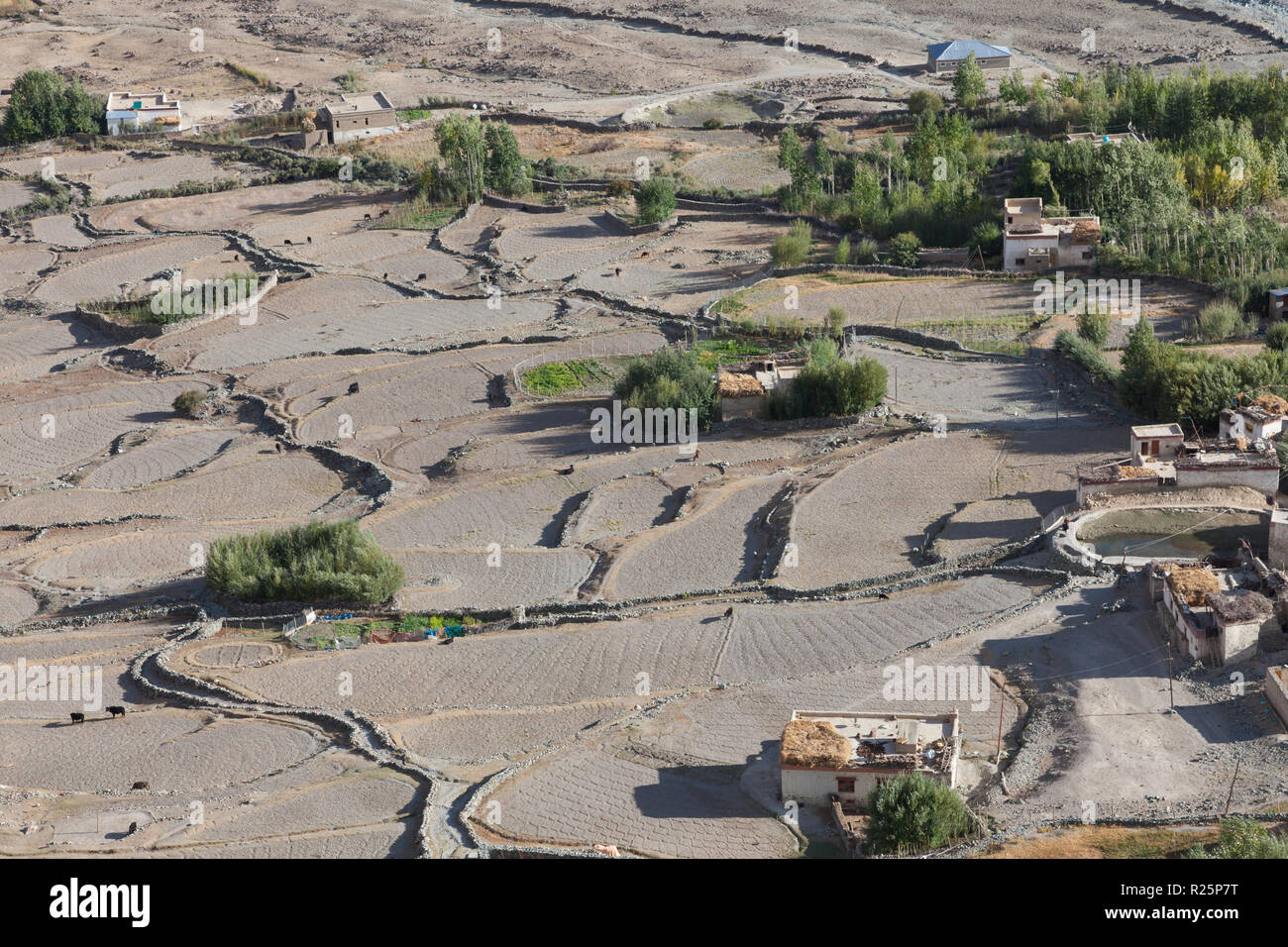 Fields of Karsha village seen from Karsha Monastery, Zanskar, Jammu and ...