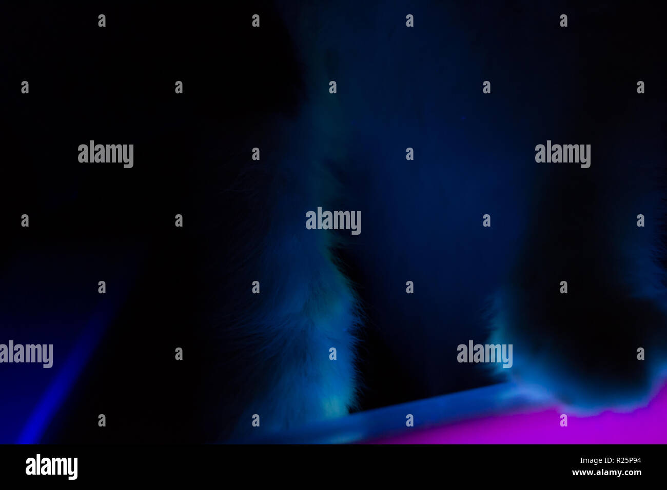 Ringworm hi-res stock photography and images - Alamy