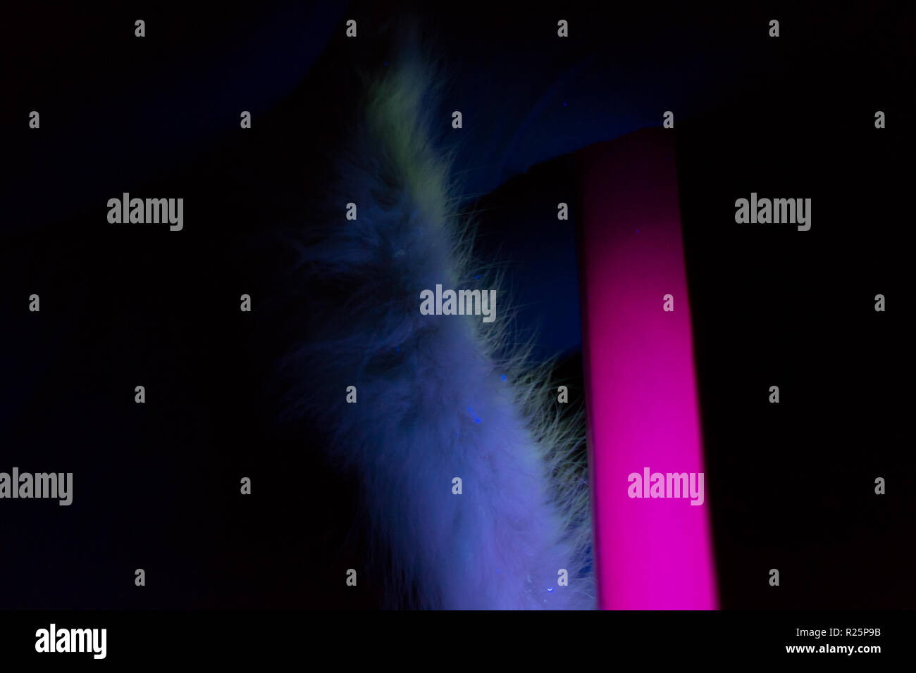 Kitten with ringworm exposed to uv lamp Stock Photo - Alamy