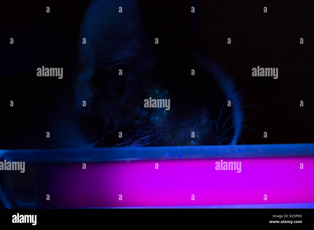 Kitten with ringworm exposed to uv lamp Stock Photo - Alamy