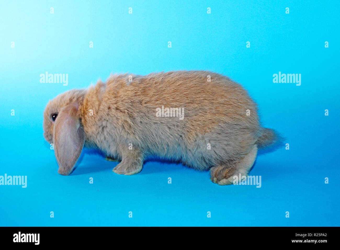 Mini lop rabbit hi-res stock photography and images - Alamy