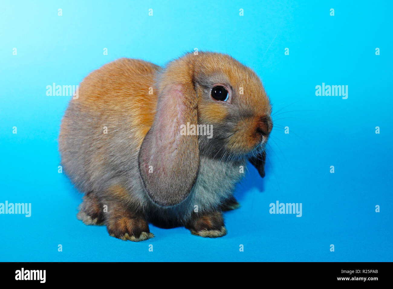 Cute mini lop Rabbit on blue blackground Stock Photo - Alamy
