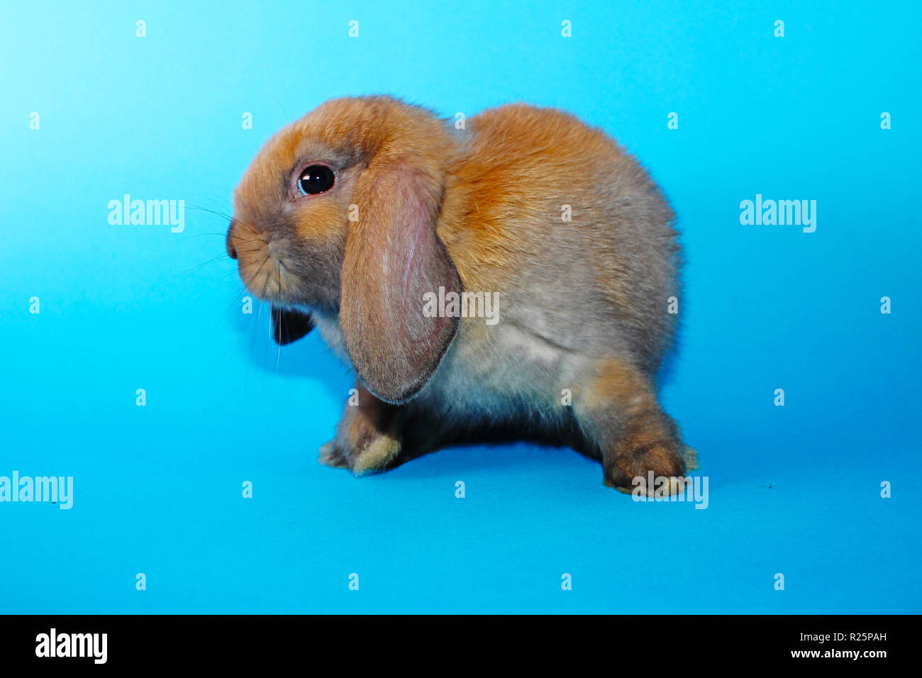 Cute mini lop Rabbit on blue blackground Stock Photo - Alamy