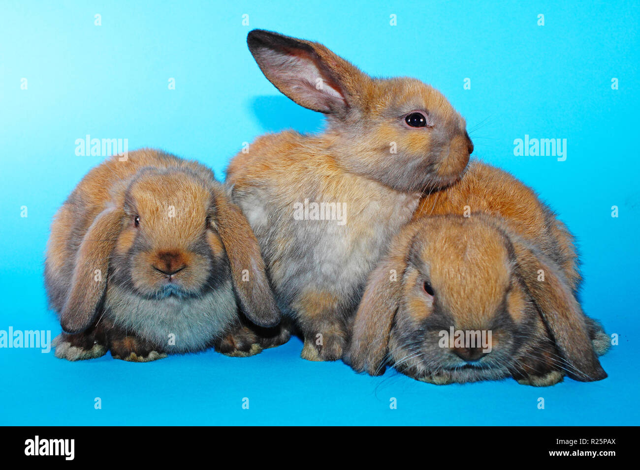 Cute mini lop Rabbit on blue blackground Stock Photo - Alamy