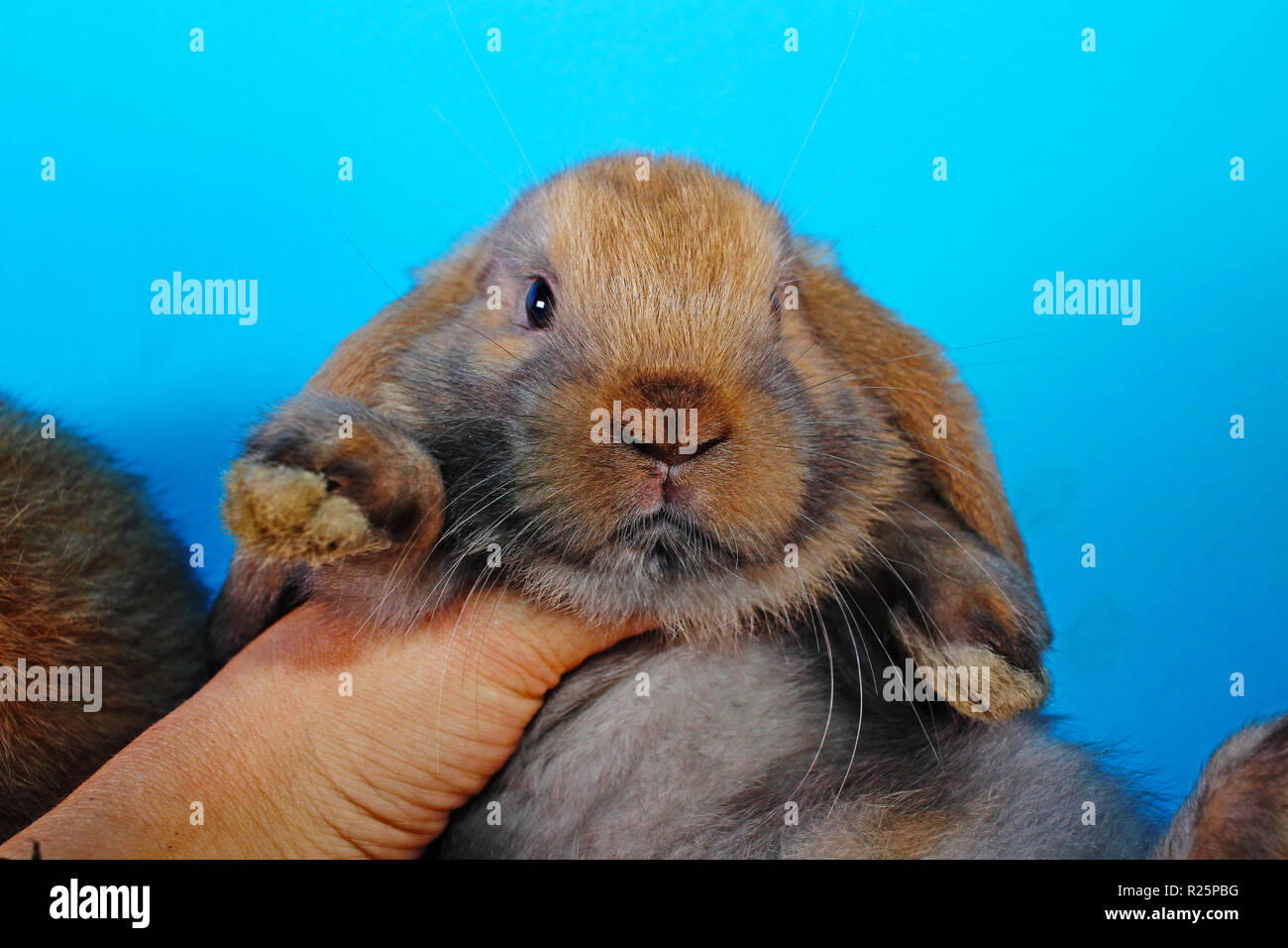 Cute mini lop Rabbit on blue blackground Stock Photo - Alamy