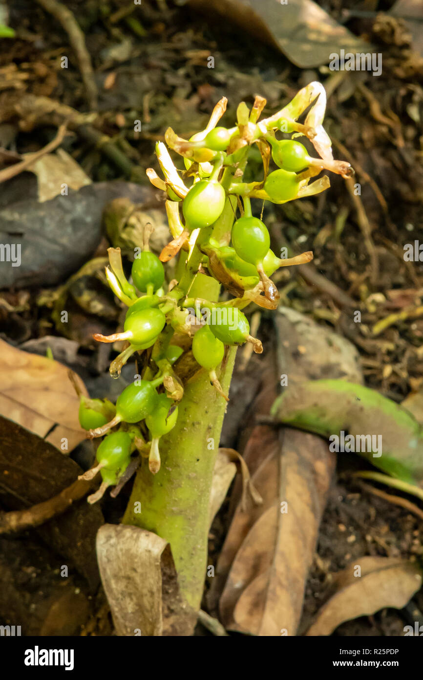 Elettaria cardamomum hi-res stock photography and images - Alamy