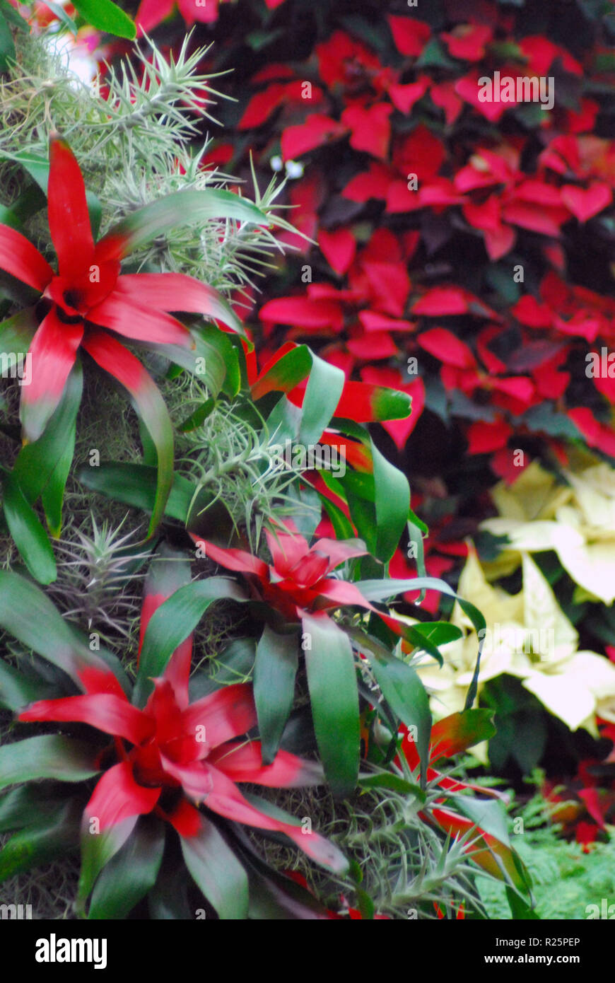 Bromeliads blooms hi-res stock photography and images - Alamy