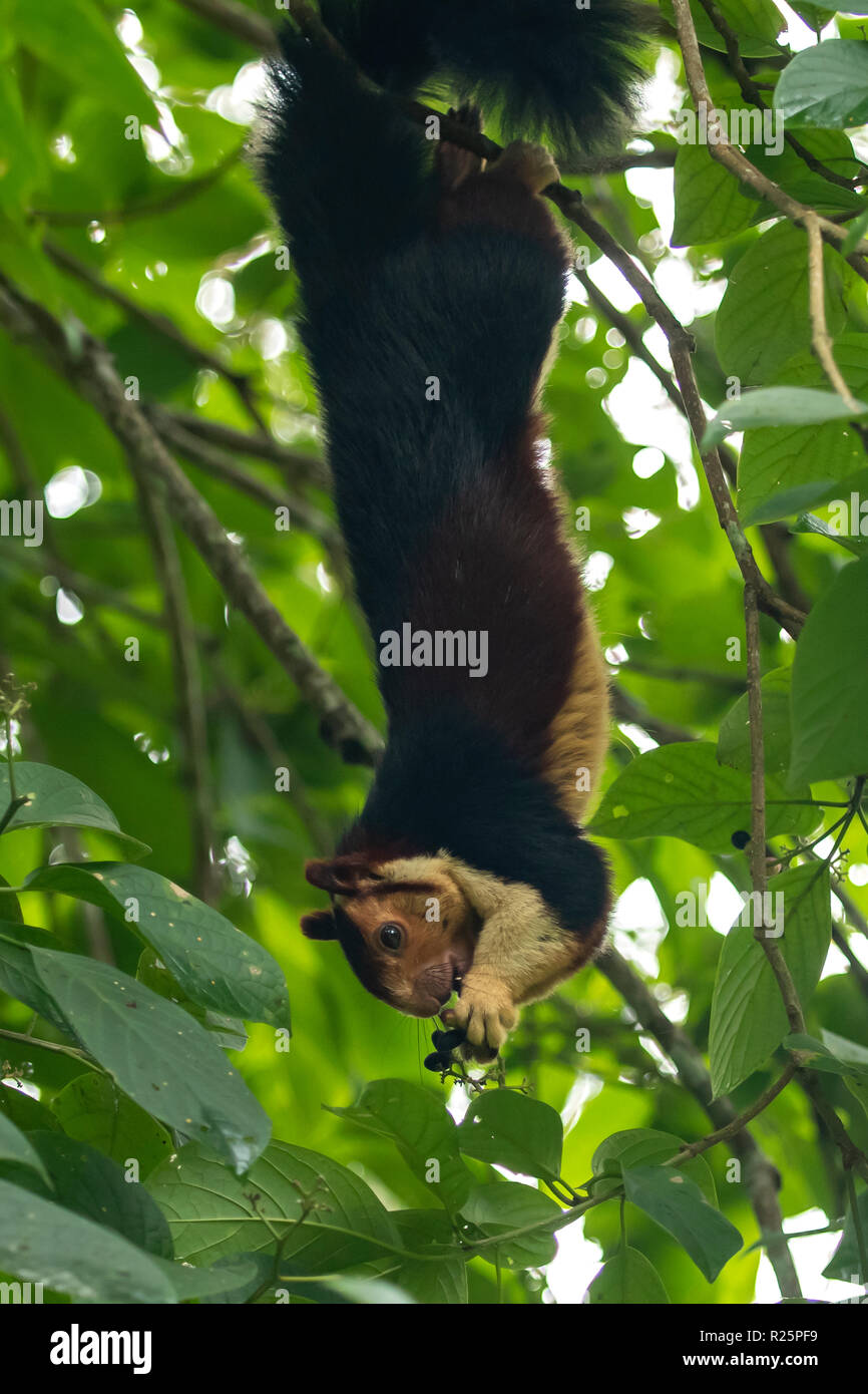 Malabar Giant Squirrel, Ratufa indica at Periyar, Kerala, India Stock ...