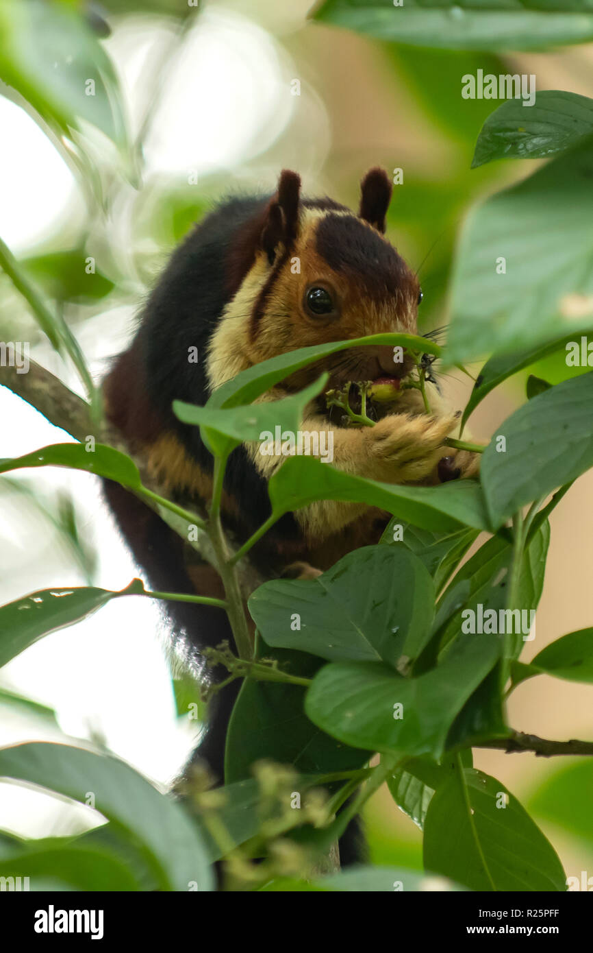 Malabar Giant Squirrel, Ratufa indica at Periyar, Kerala, India Stock ...