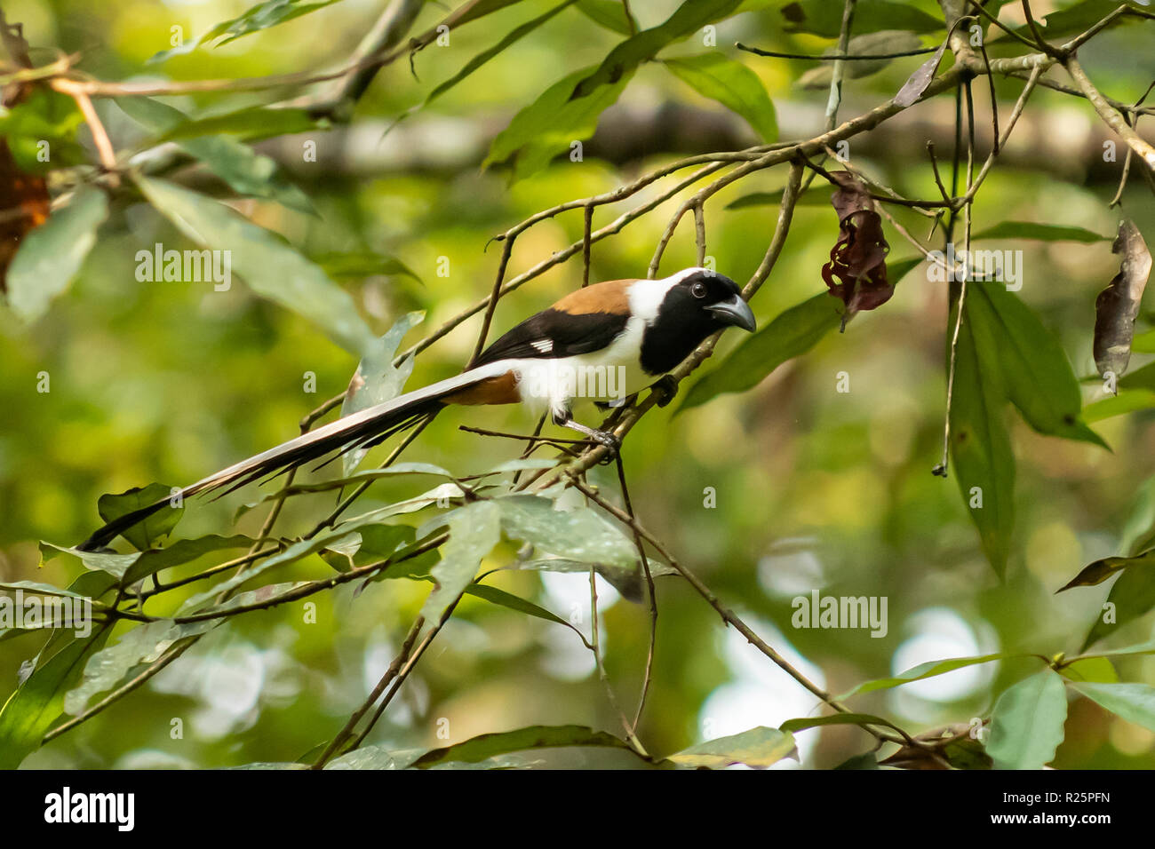 White-bellied Treepie, Dendrocitta leucogastra at Periyar, Kerala ...
