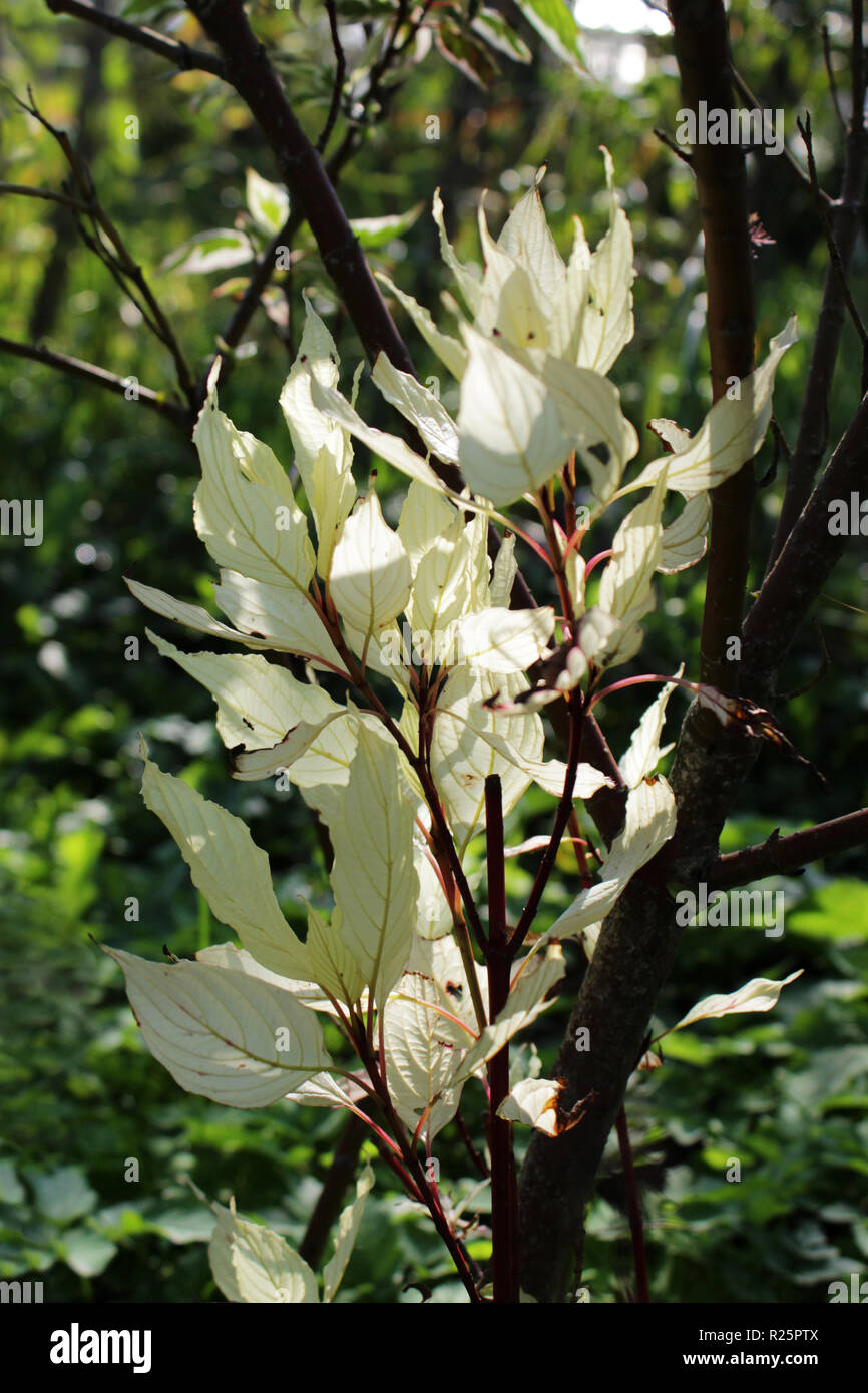 A branch with white leaves of the Cornel Cornus tree in the fall on a ...