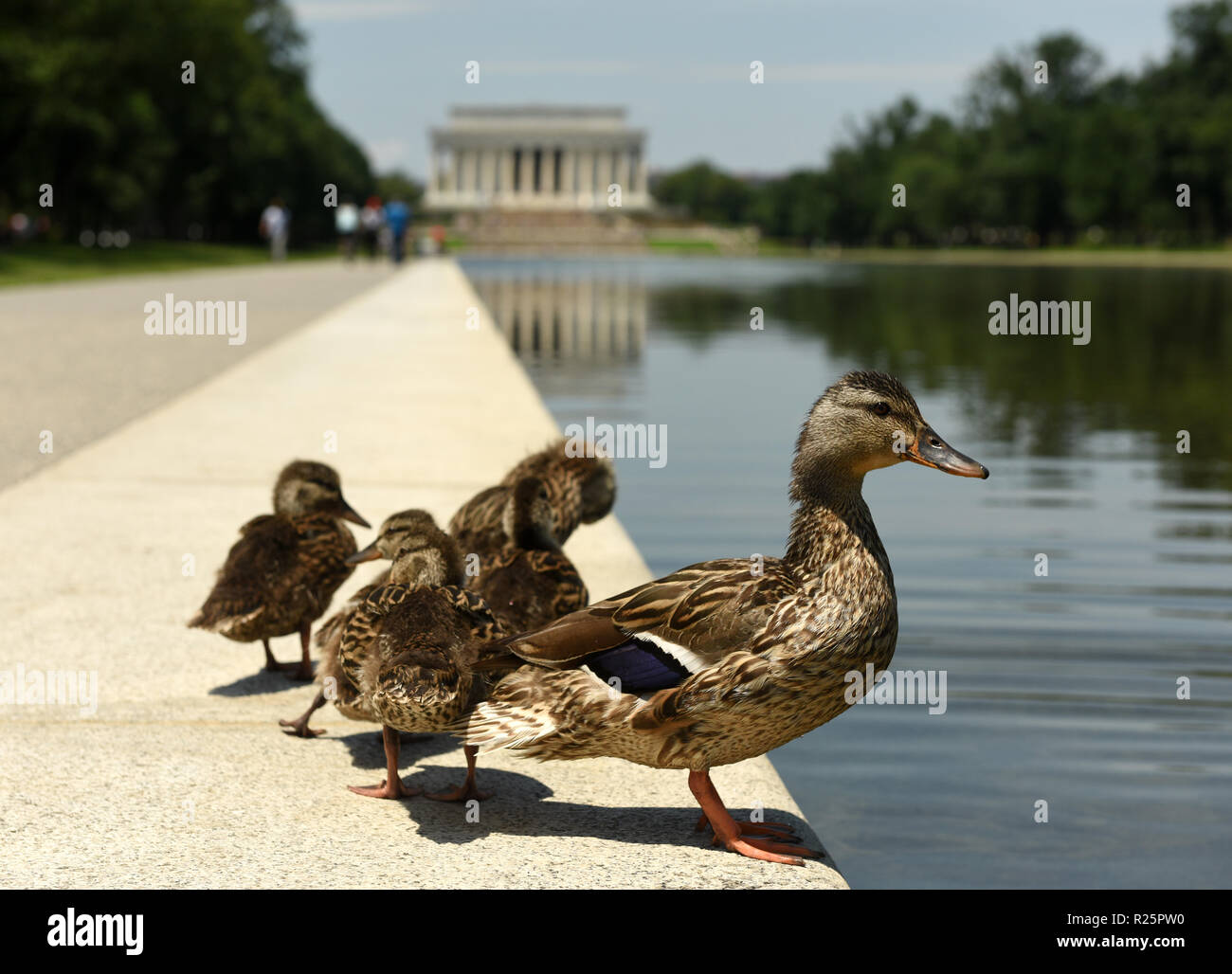 Ducks near the pool and Lincoln memorialin in Washington, DC Stock ...