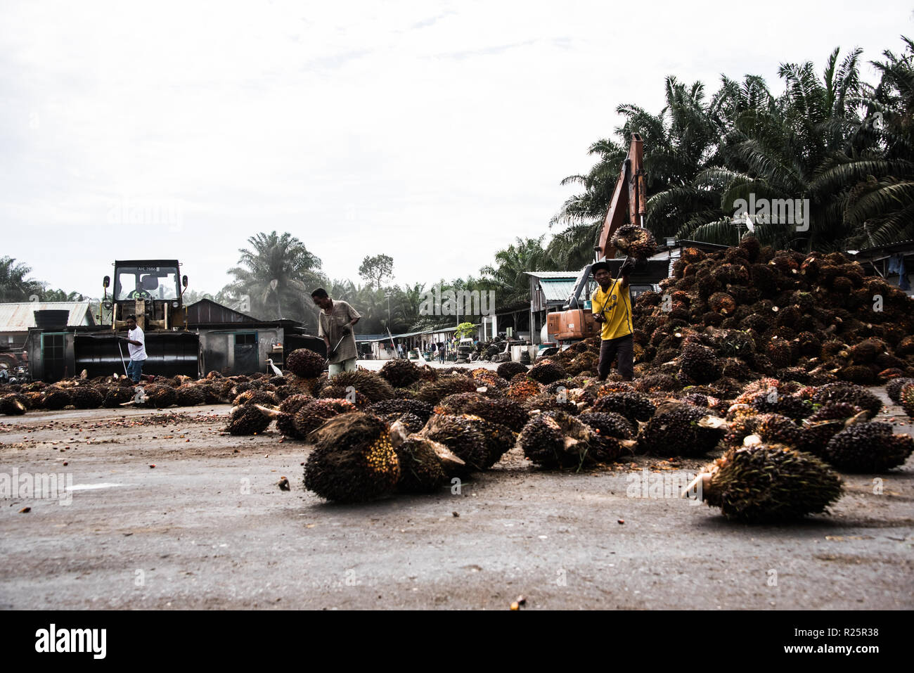 Oil palm bunches pile hi-res stock photography and images - Alamy