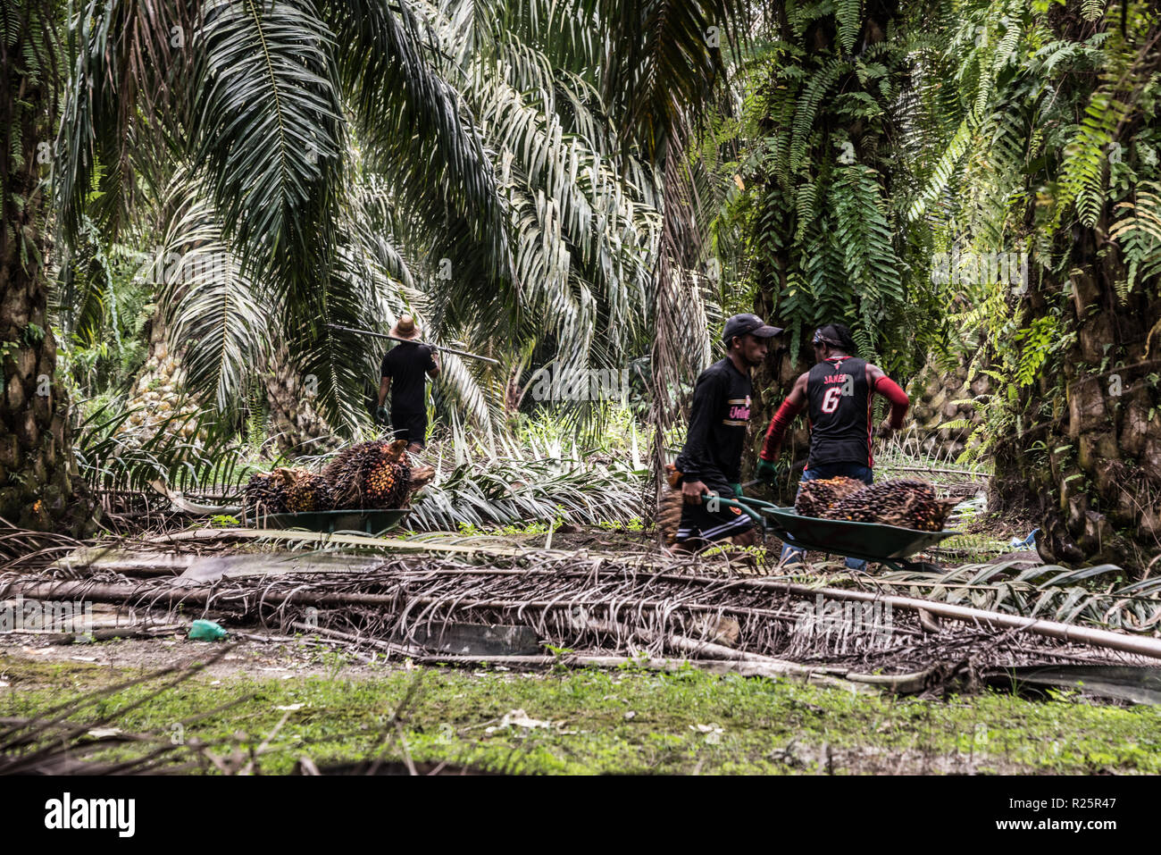 Orangutans wheelbarrow hi-res stock photography and images - Alamy