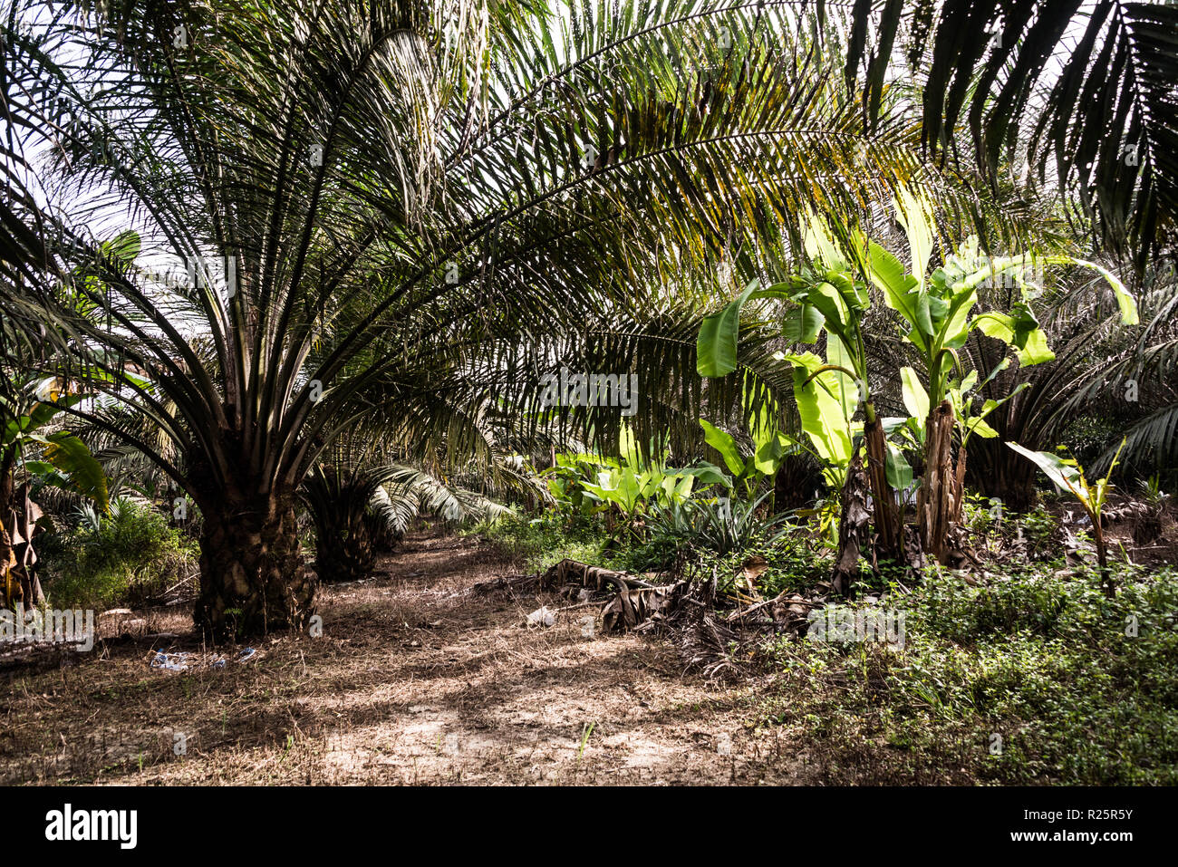 Palm oil crops deforestation hi-res stock photography and images - Alamy