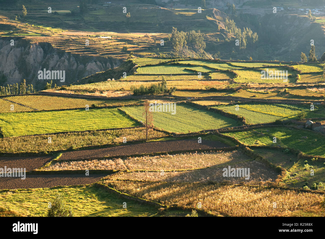 Beautiful Agricultural Fields in the Morning Sunlight, Colca Canyon or ...