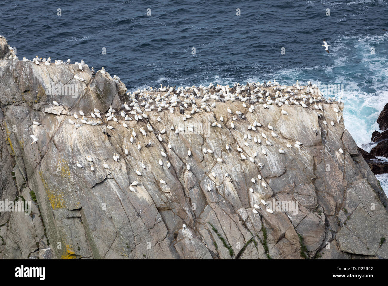 Northern gannets nesting on Hermaness, Unst Stock Photo - Alamy