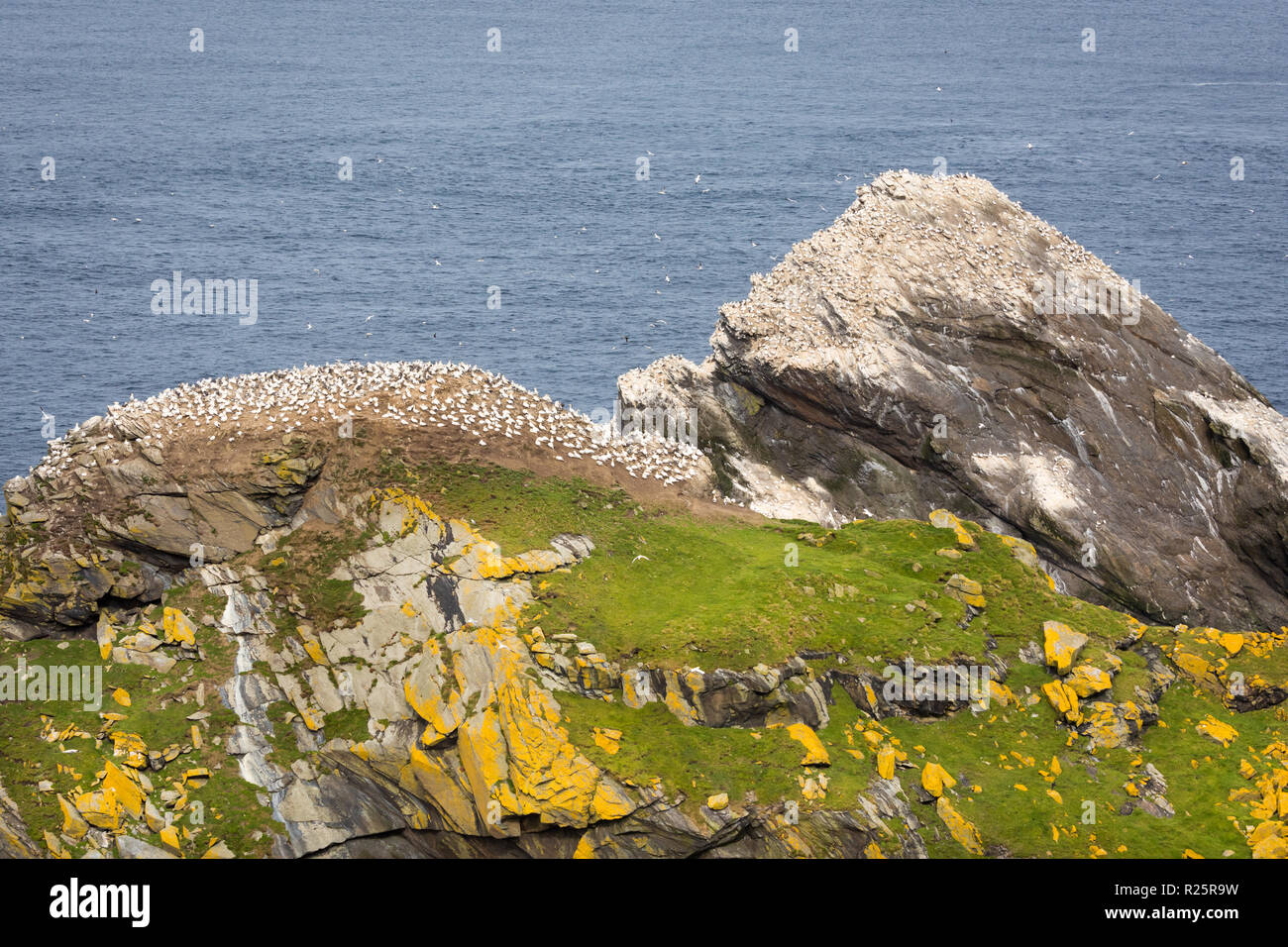 Hermaness shetland unst cliff sea hi-res stock photography and images ...