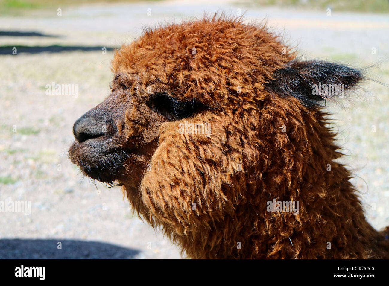 Peruvian altiplano hi-res stock photography and images - Alamy