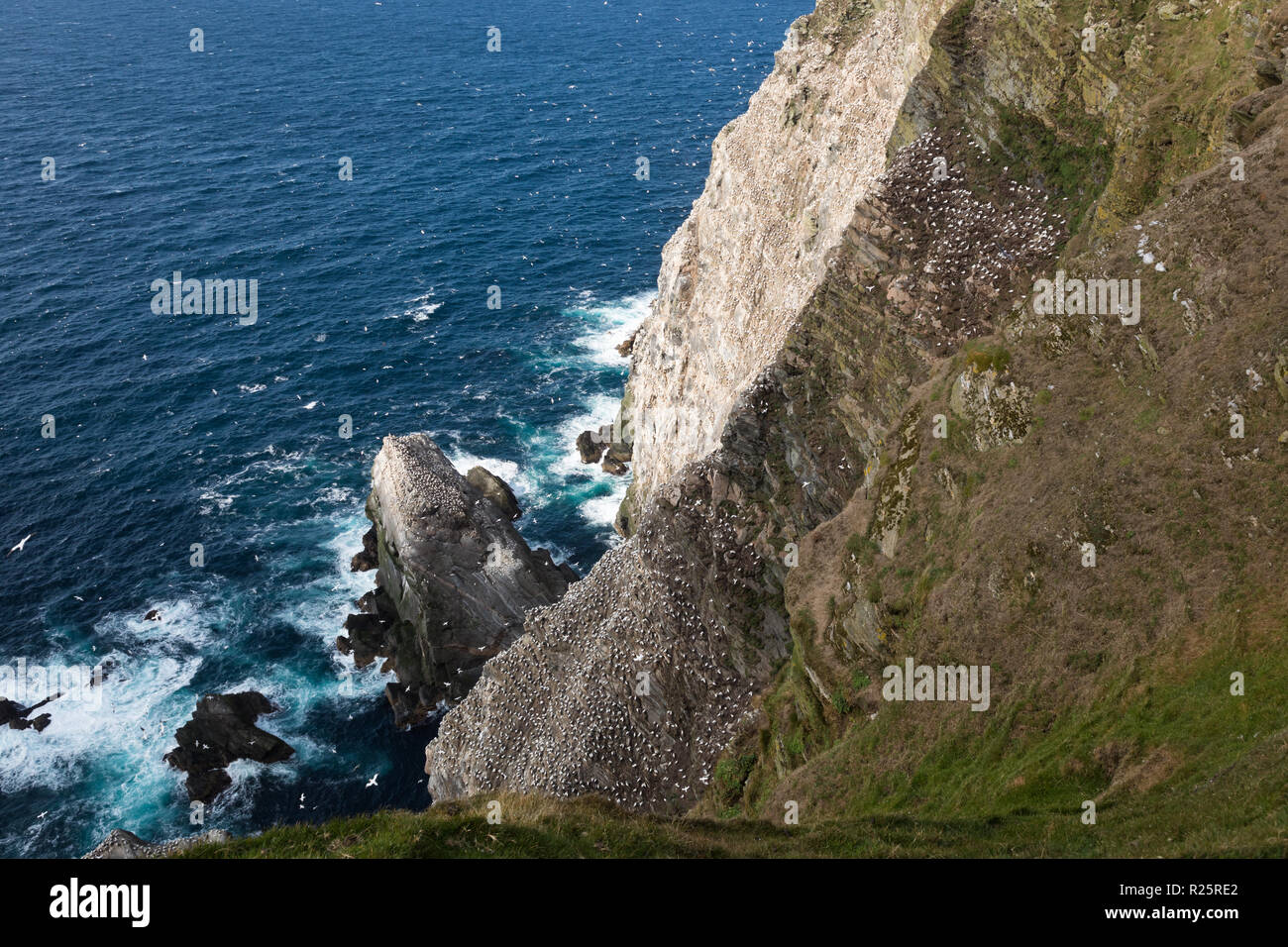 Hermaness natural nature reserve hi-res stock photography and images ...