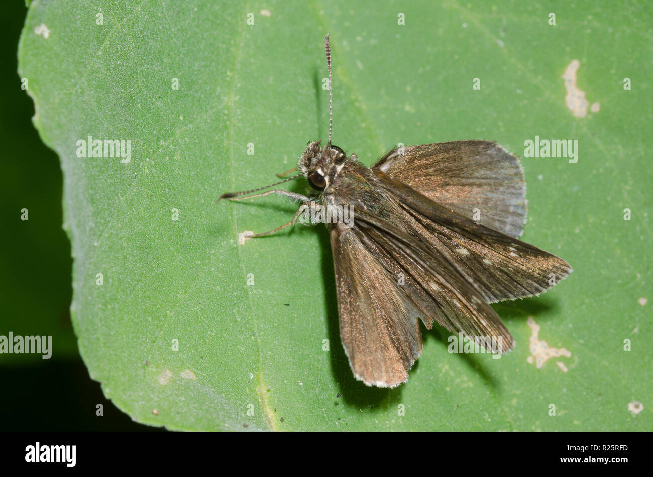 Celias roadside skipper hi-res stock photography and images - Alamy